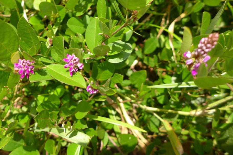 Royal Desmodium™ - Whole World Botanicals