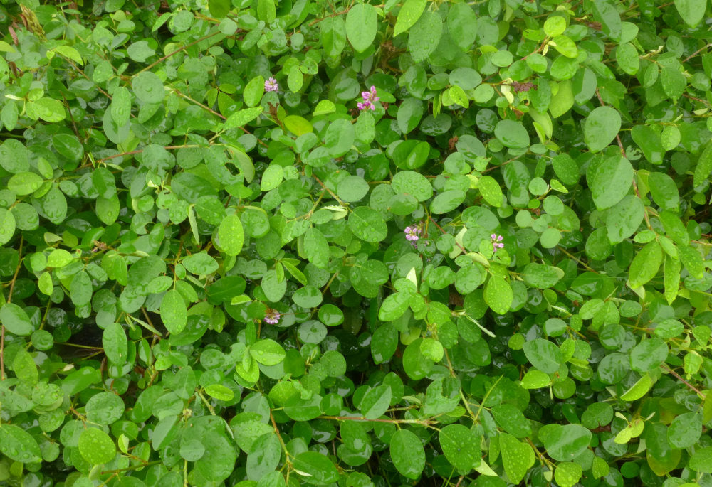 Royal Desmodium™ - Whole World Botanicals